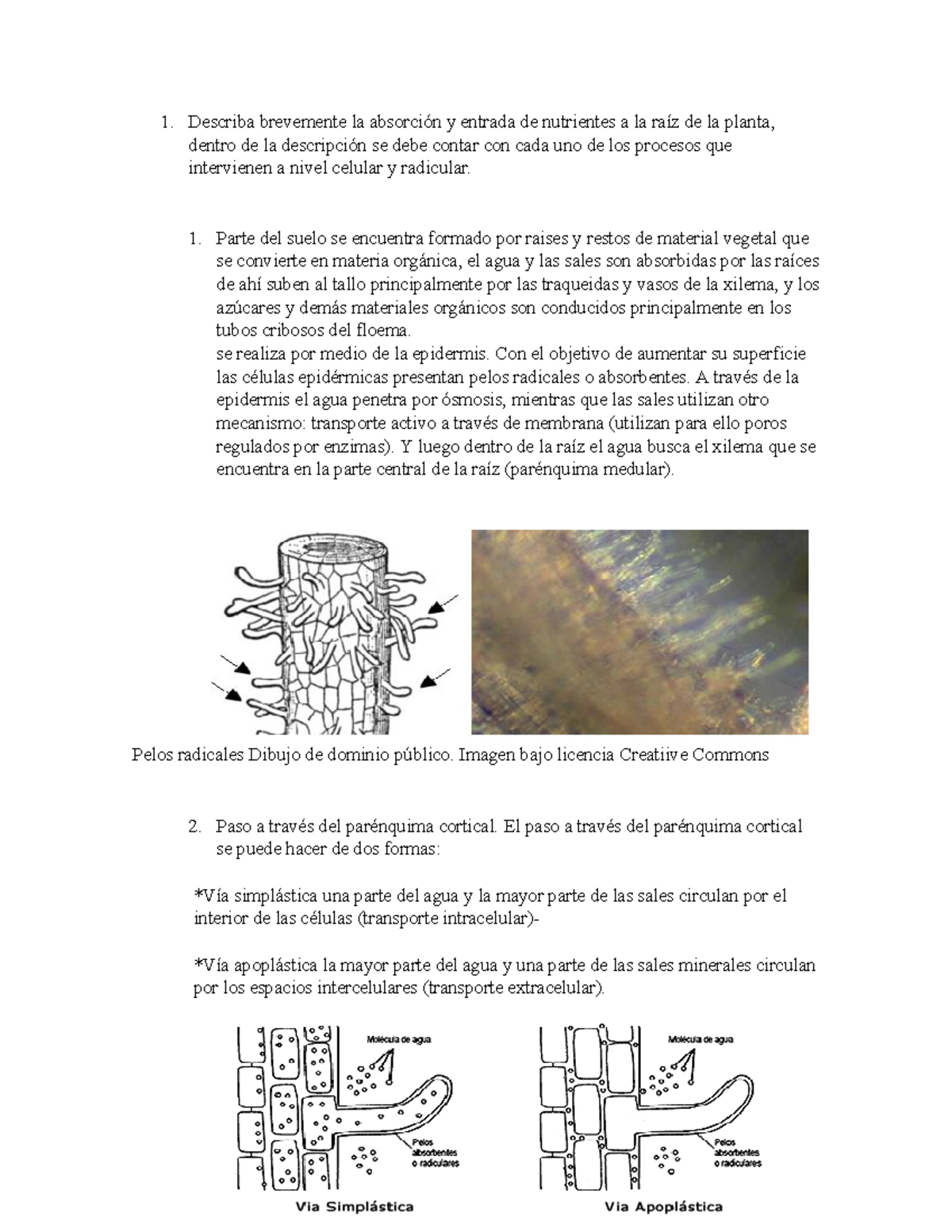 1. Absorción de Nutrientes en Raíces de Plantas: Procesos y Conceptos ...