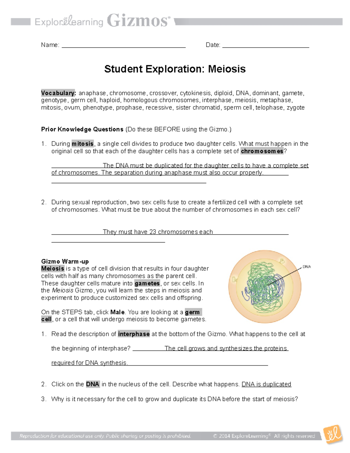 Meiosis Gizmo Exploration: Student Answers for BIO 101 - Studocu