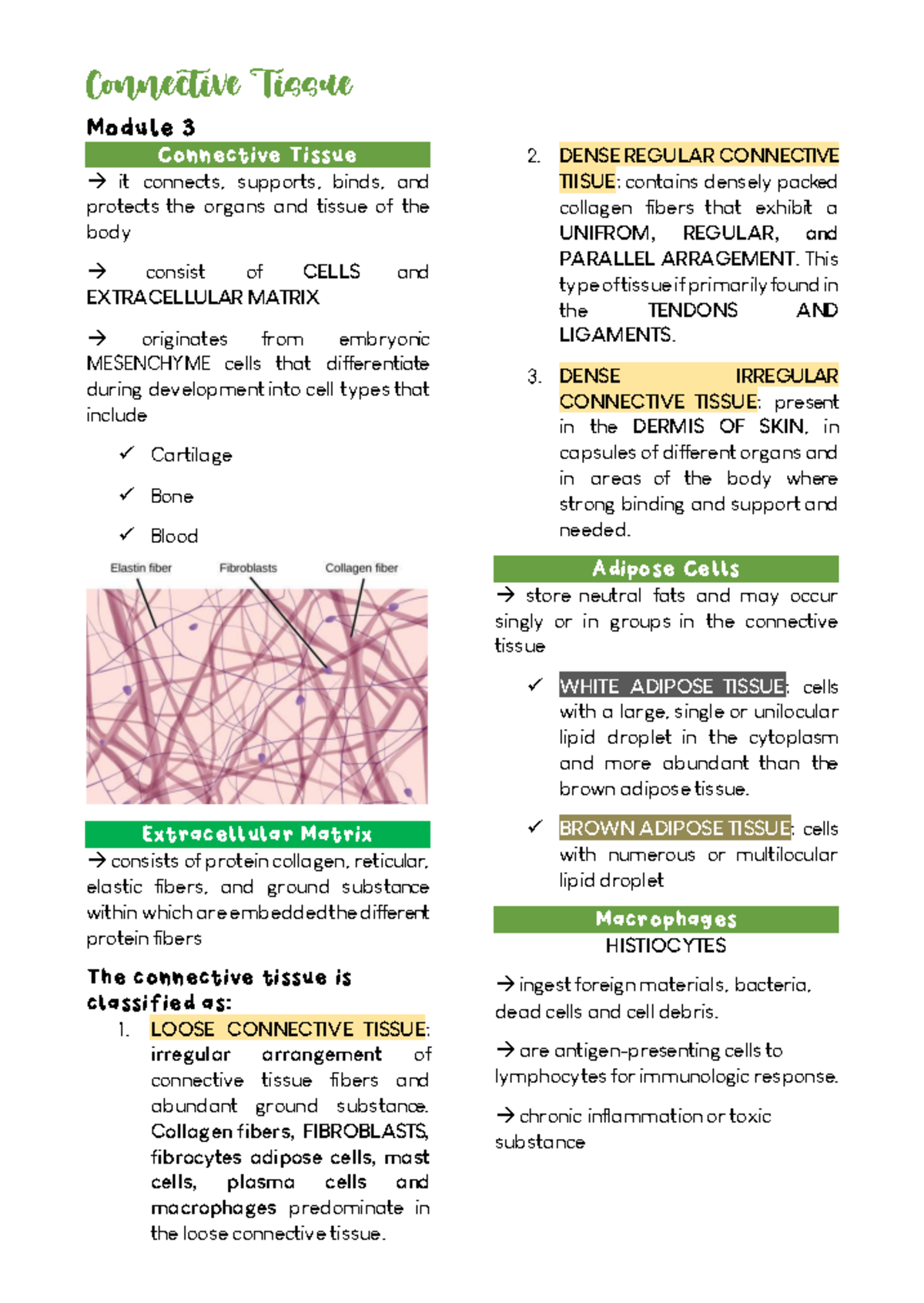 Connective Tissue Overview - HISTO 1 Module 3 - Studocu