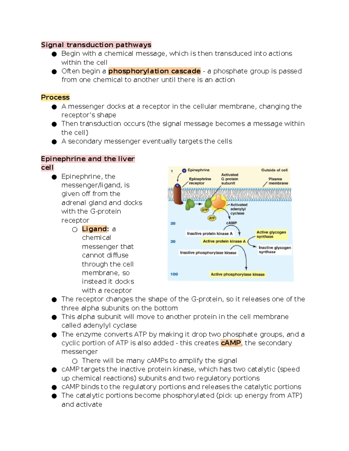 Plant Response Mechanisms: Tropisms and Signal Transduction Pathways - Signal transduction ...