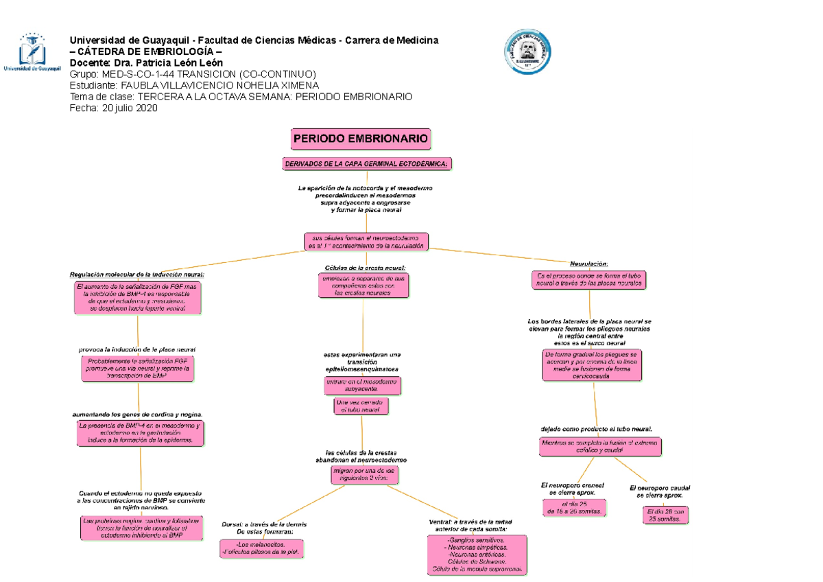 Mapa conceptual de tema tercera a la octava semana, periodo embrionario - **Universidad de ...