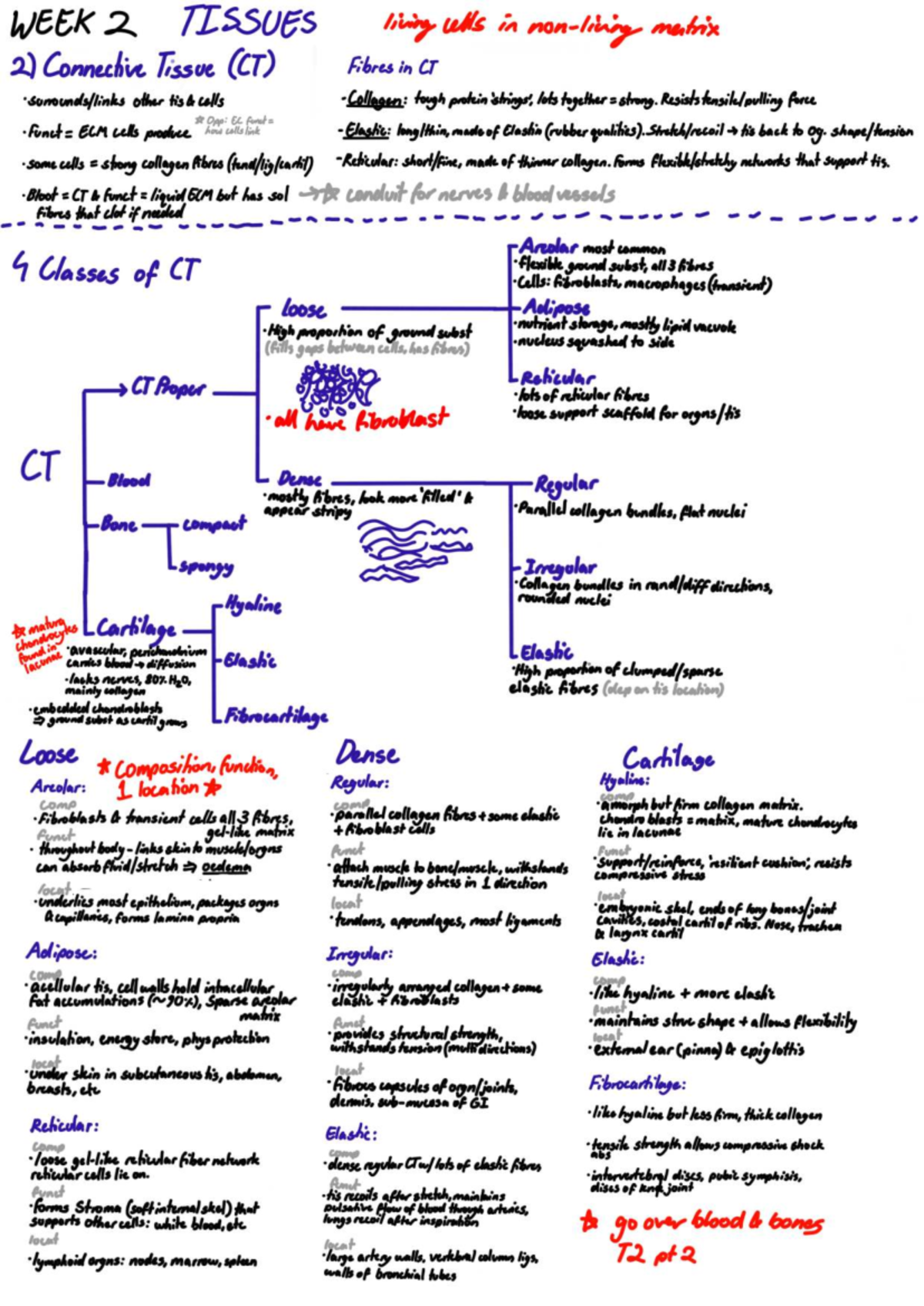 Connective Tissue Types - WEEK 2 Overview and Functions - Studocu