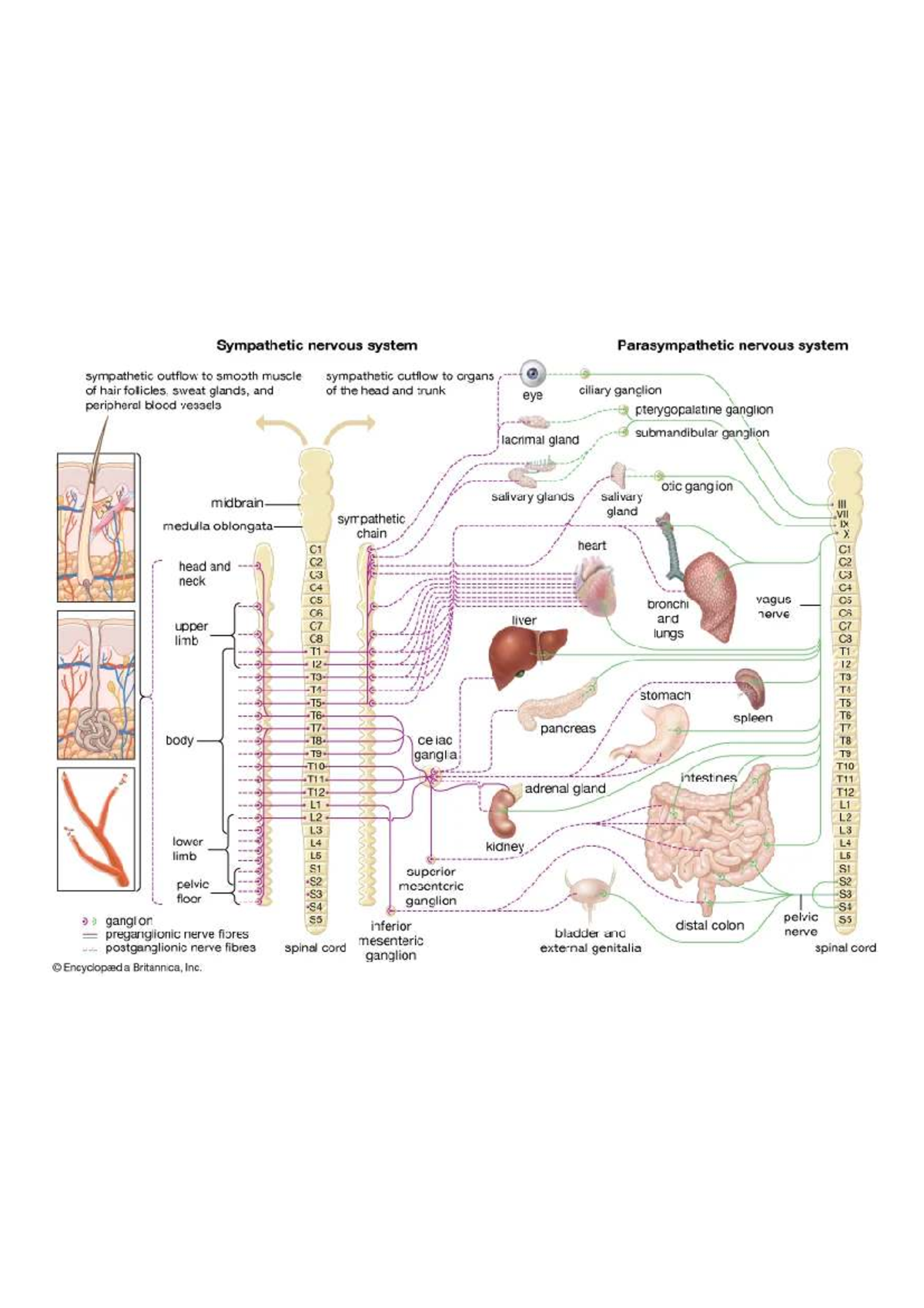 Autonomic Nervous System: Divisions & Functions Overview - Studocu