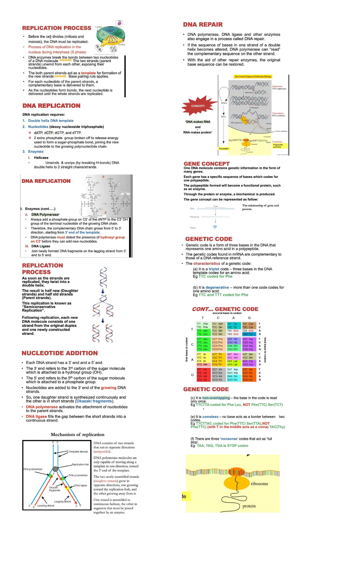 DNA REPLICATION & PROTEIN SYNTHESIS (BIO 101) - Studocu