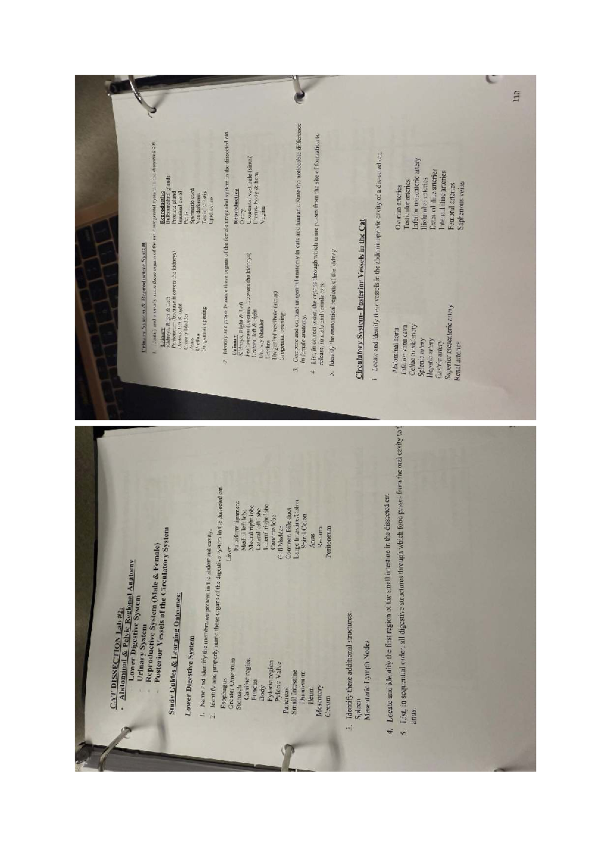 Final Exam Study Guide: CAT DISSECTION & Respiratory Anatomy - Studocu