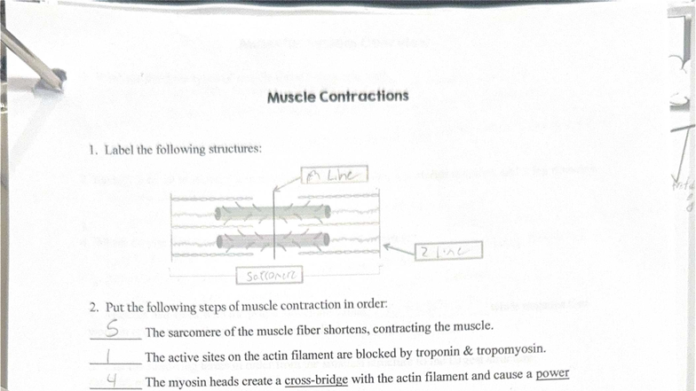 Muscle Contractions: Steps and Structures Explained - Studocu