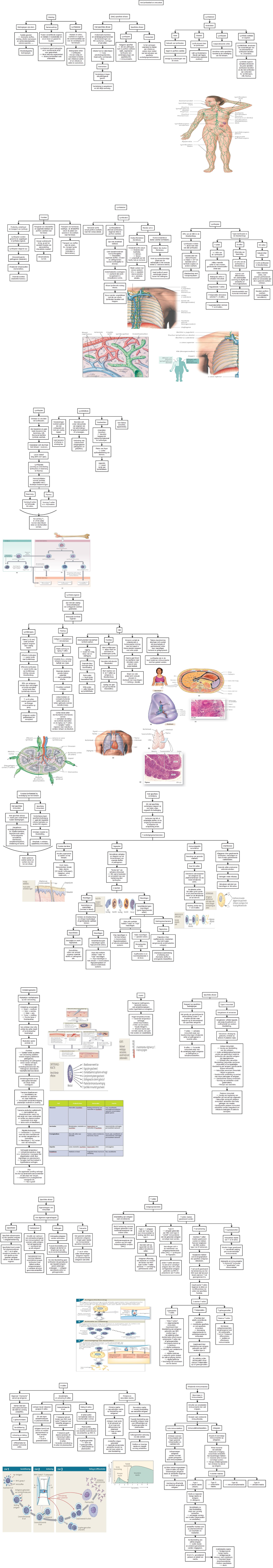 Schema Het lymfestelsel en immuniteit - Anatomie en fysiologie - Studocu