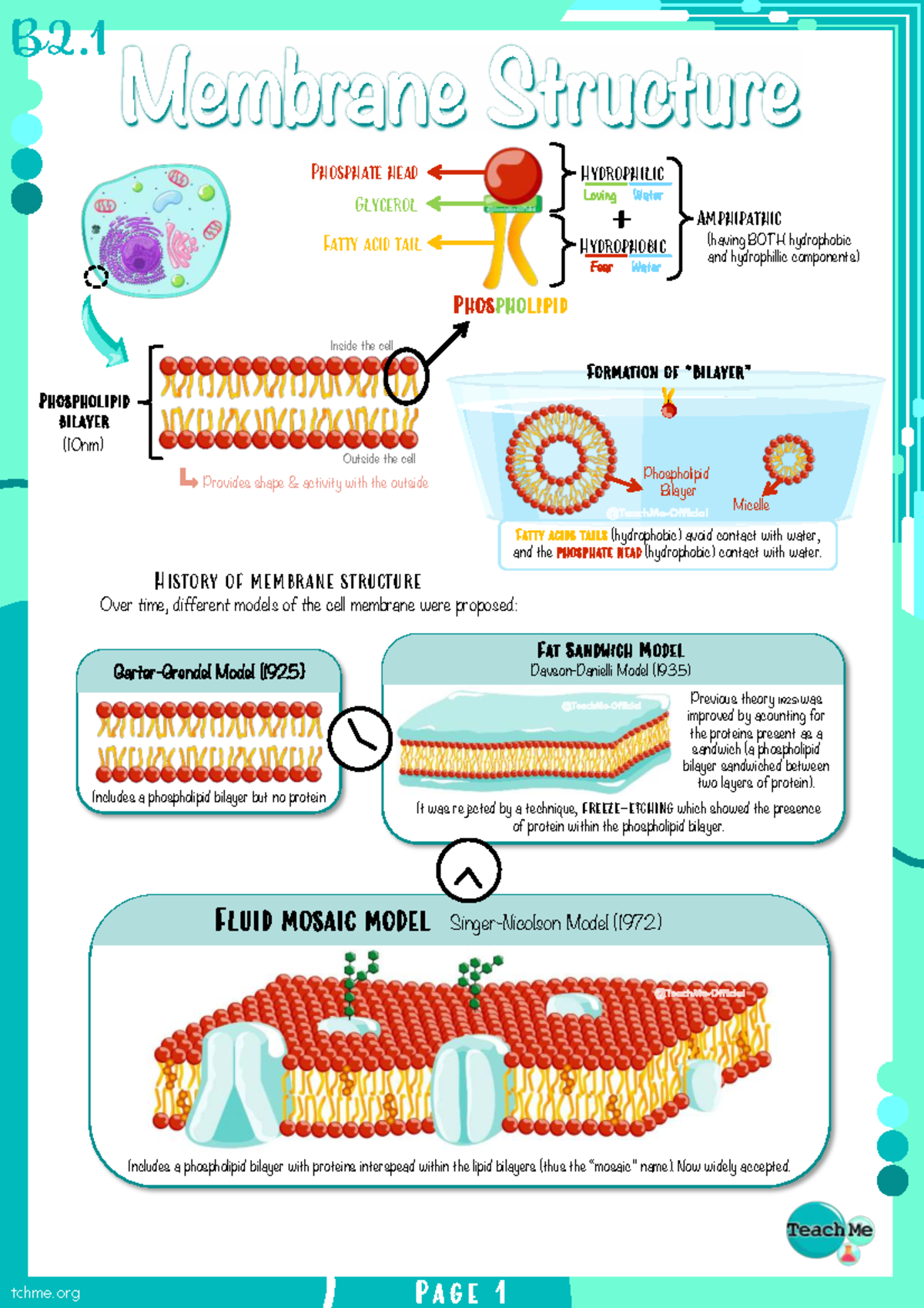 B2.1 Membranes & Transport: Phospholipid Structure & Function - Studocu