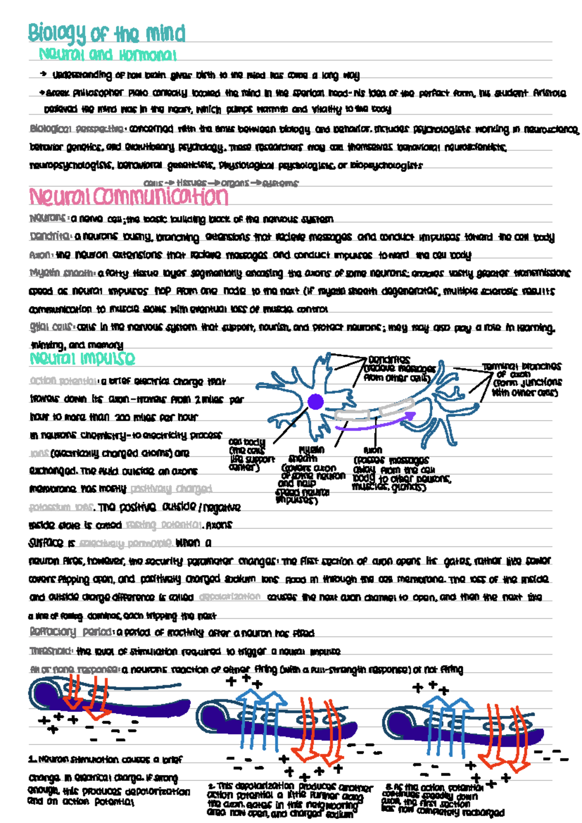 Final Exam Study Guide for PSY 101: Biology of the Mind - Studocu