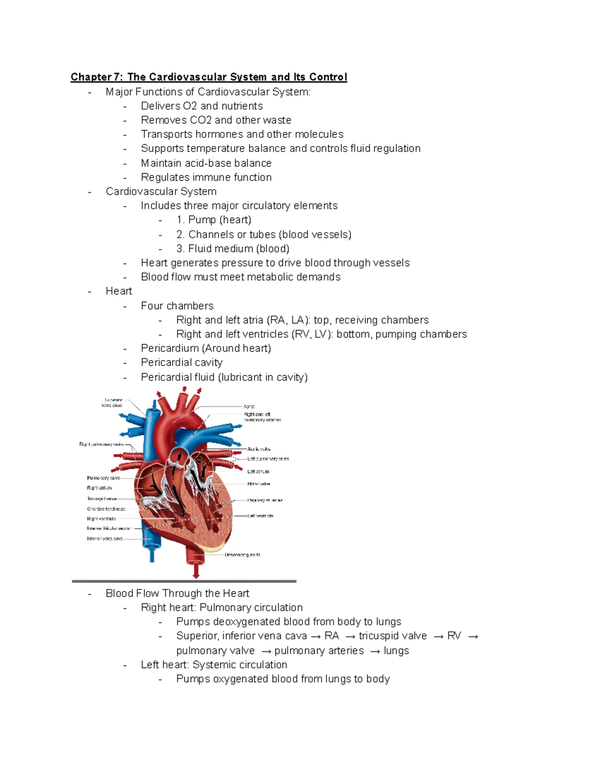 Exercise Physiology Unit 2 Notes - Chapter 7: The Cardiovascular System ...