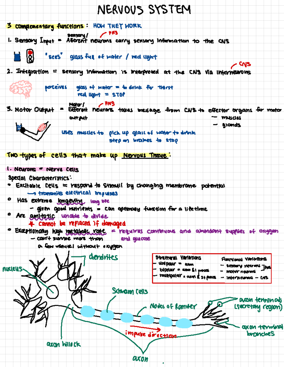 Nervous System Overview: Key Concepts and Functions Explained - Studocu
