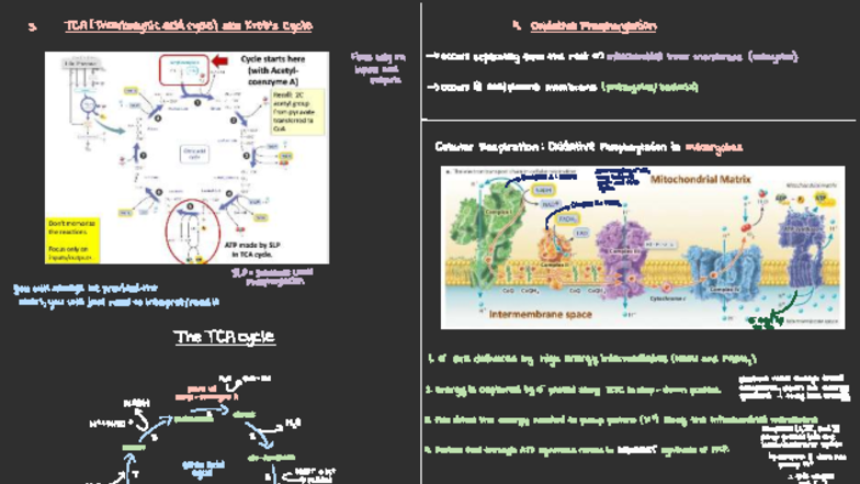 TCA Cycle & Oxidative Phosphorylation Notes (Bio 101) - Studocu