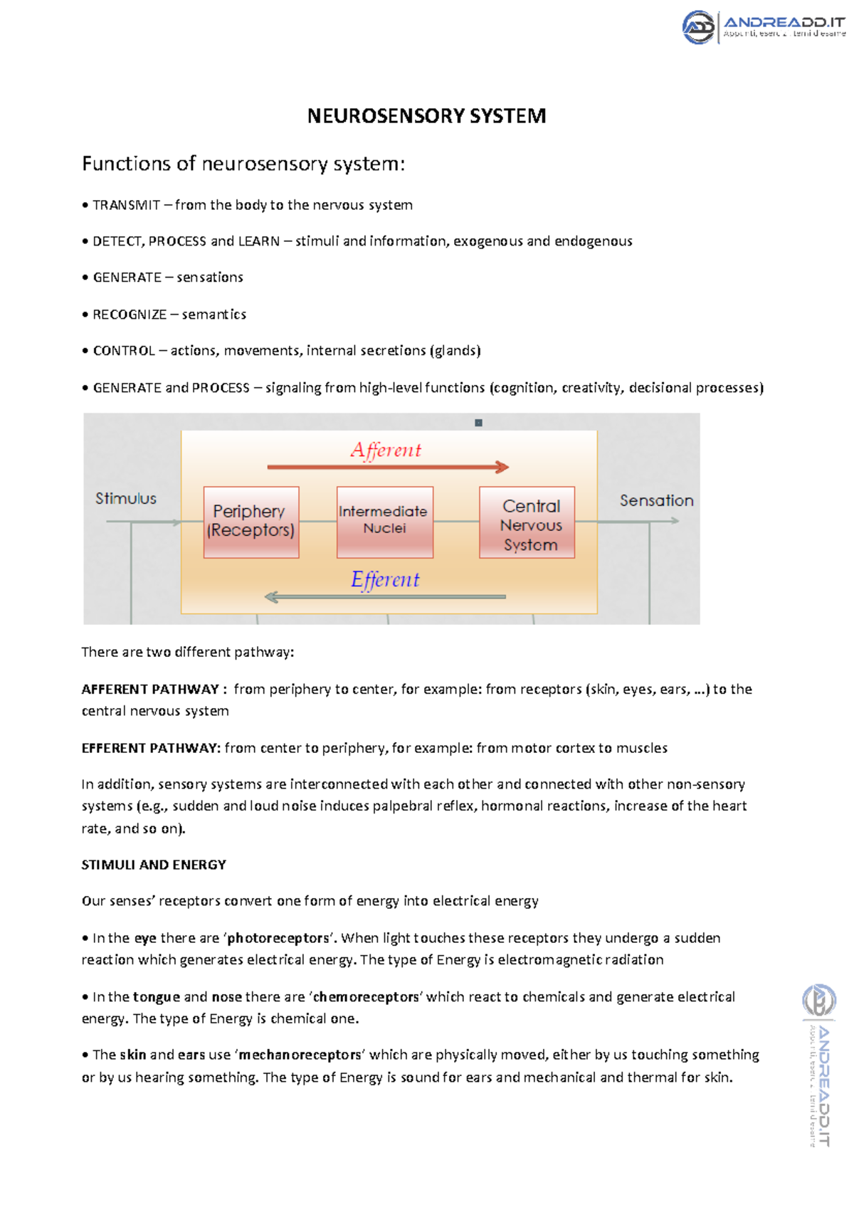 Appunti completi-2 parte - NEUROSENSORY SYSTEM Functions of ...