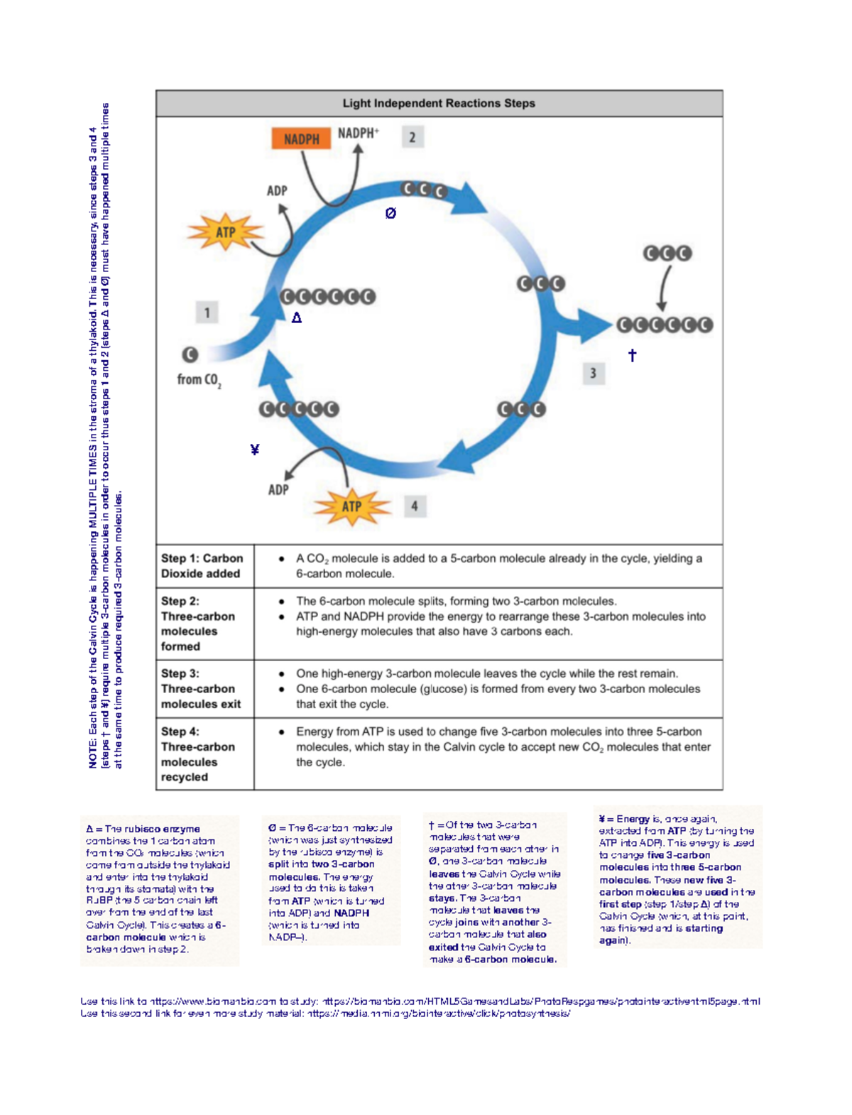 Photosynthesis Light Independent Reactions Overview - Labeled Diagram ...