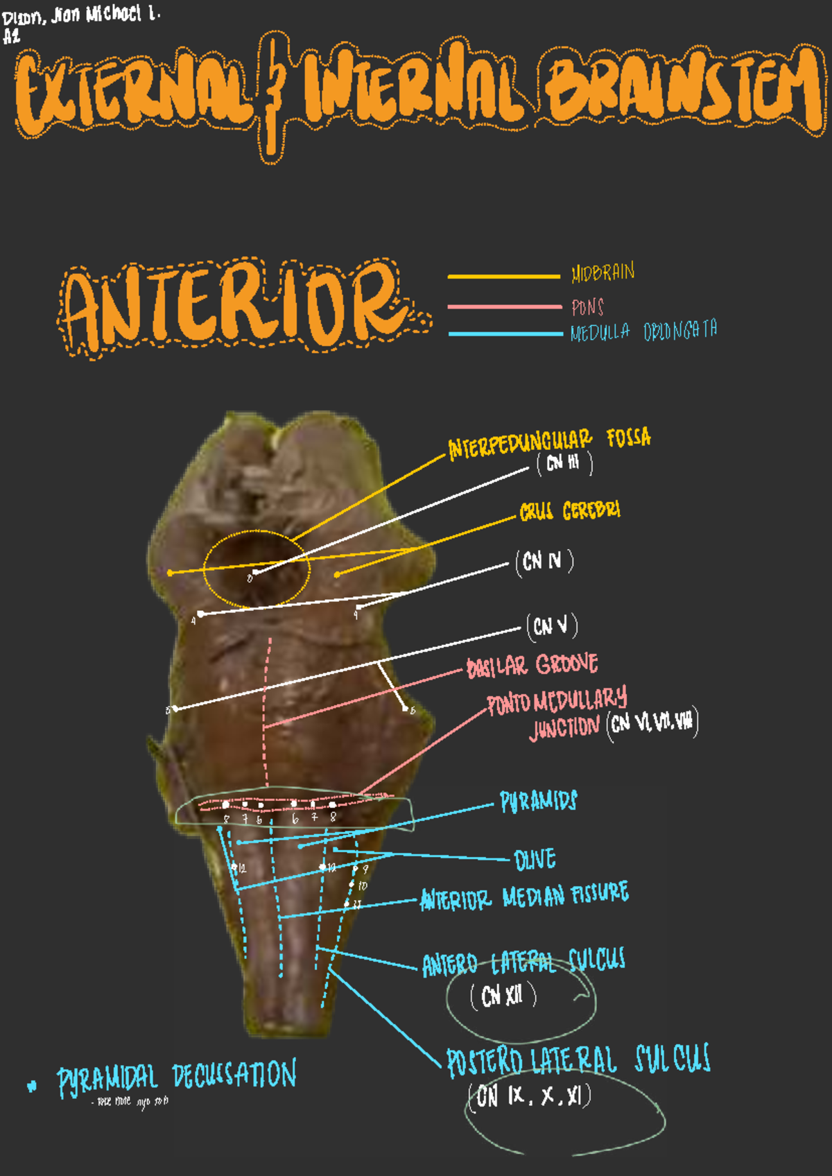 Pracs 205: Brainstem Anatomy and Labeling Guide - Studocu