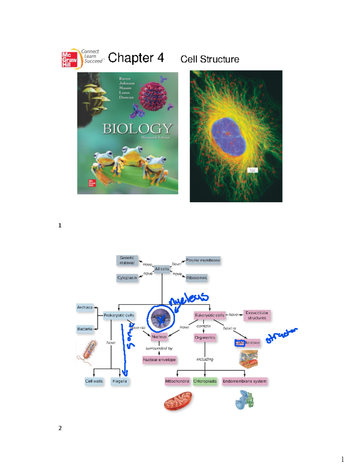 Chapter 4: Cell Structure and Function - Key Concepts and Mechanisms - Studocu