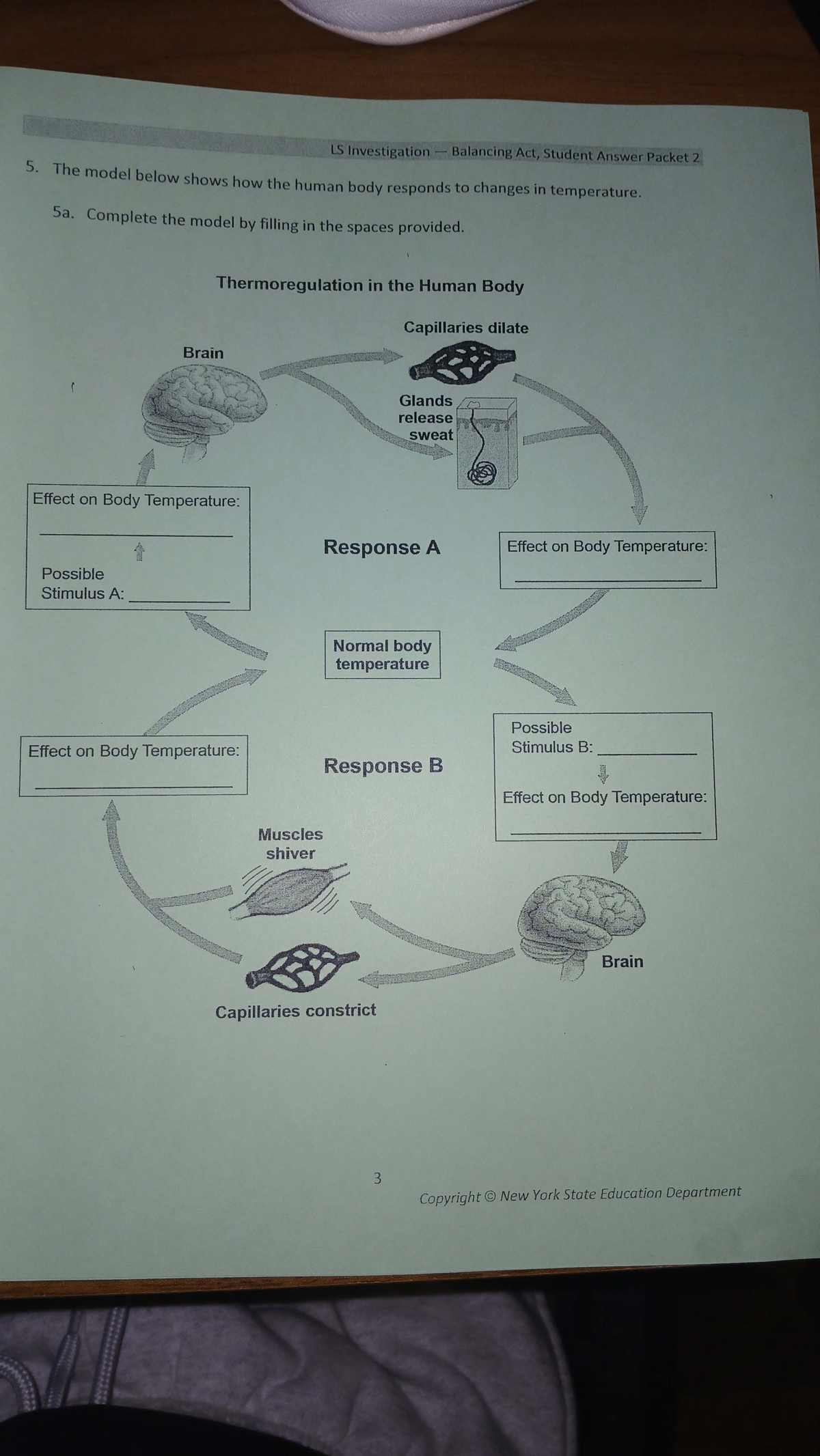 LS Investigation: Balancing Act - Feedback & Homeostasis Study Guide ...