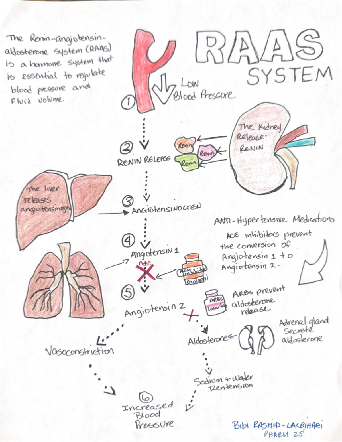 Raas system - The aldosterone system (RAAS) is a hormone system that ...