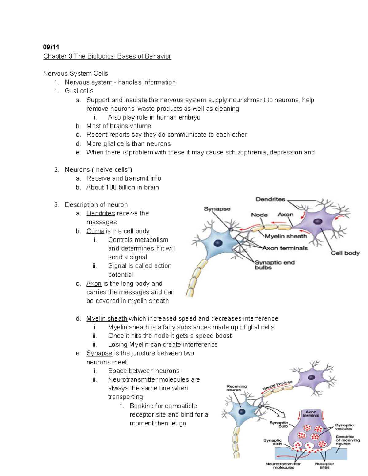 Biological Bases of Behavior: Chapter 3 Overview and Key Concepts - Studocu