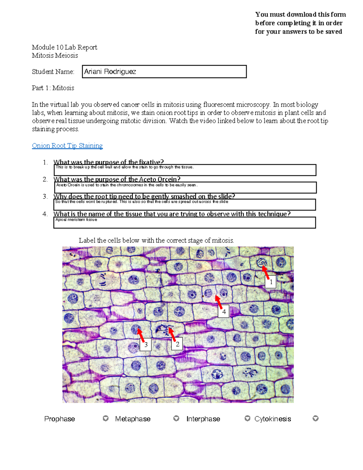 Module 9 Completed - Module 10 Lab Report Mitosis Meiosis Student Name ...