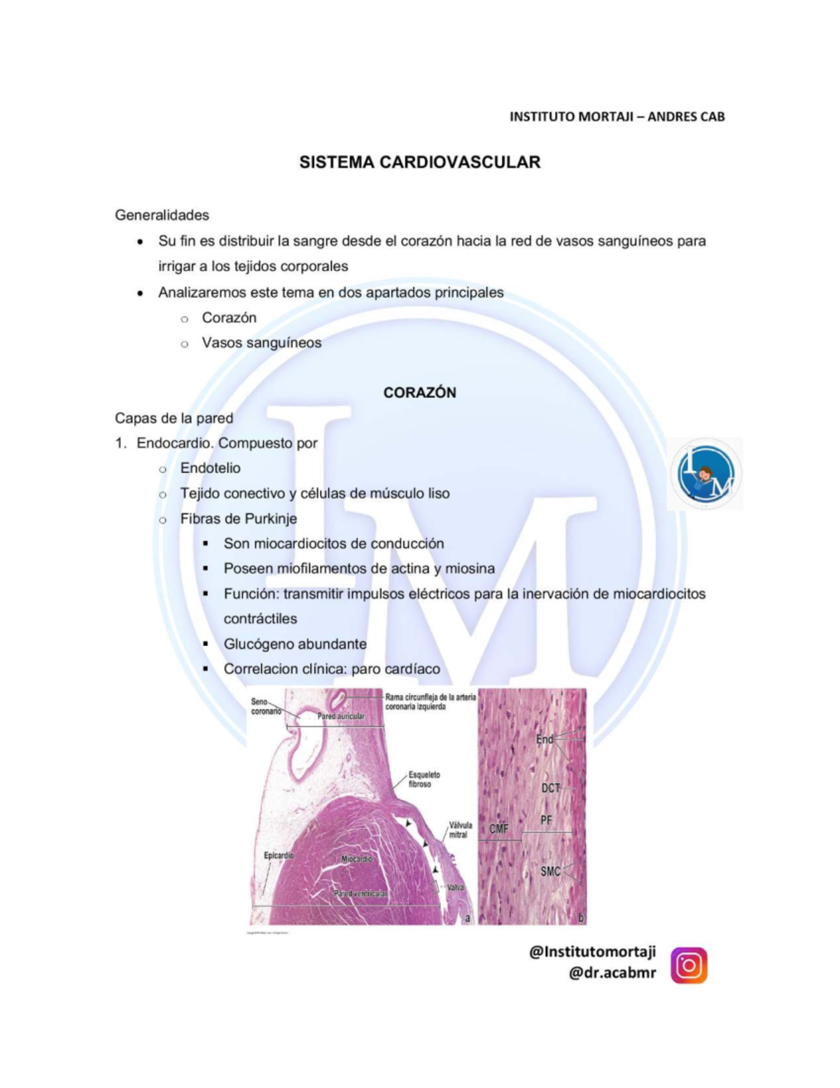 Sistema Cardiovascular: Generalidades y Estructura (15) - Studocu