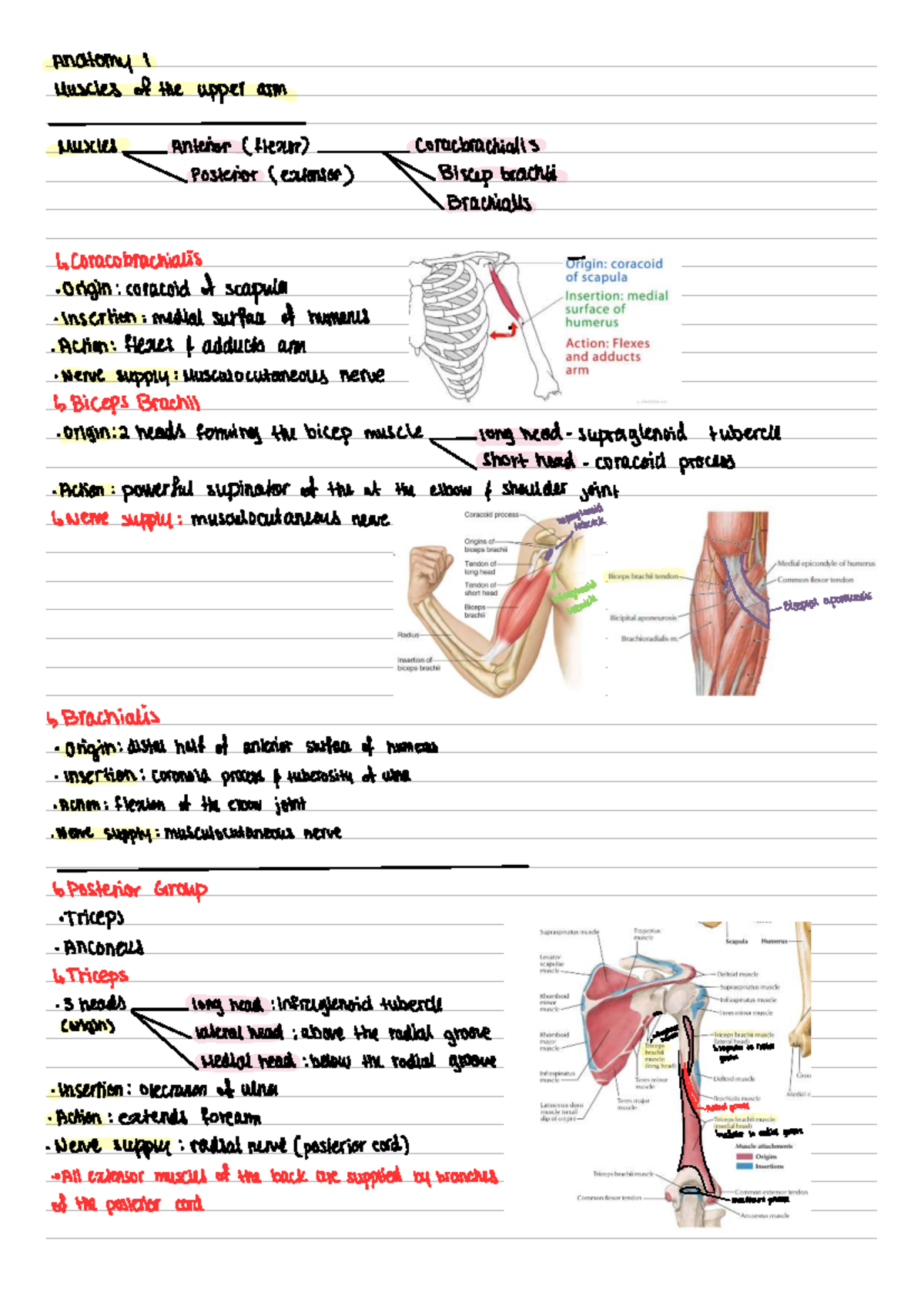 Anatomy 1: Muscles of the Upper Arm - Detailed Overview - Studocu