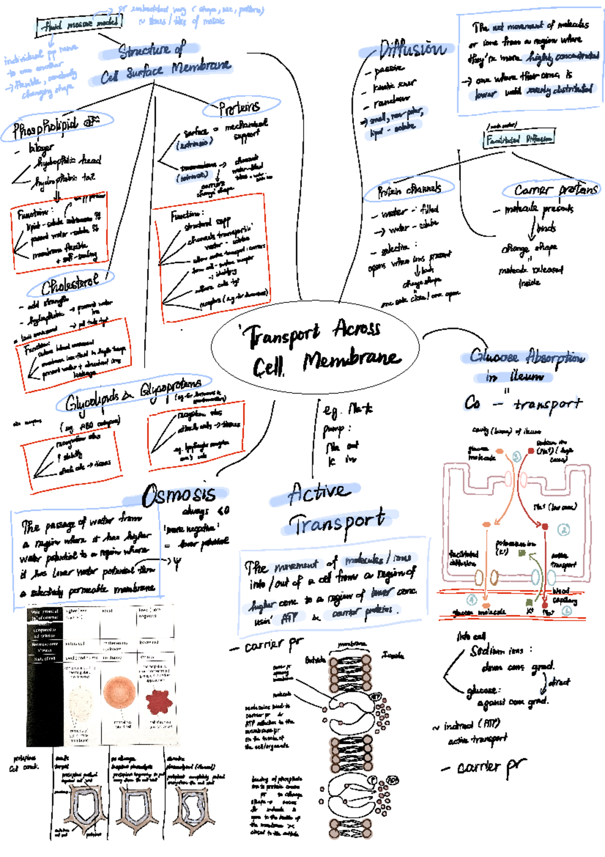 Cell Membrane Transport Mechanisms: Diffusion, Osmosis, and Active ...
