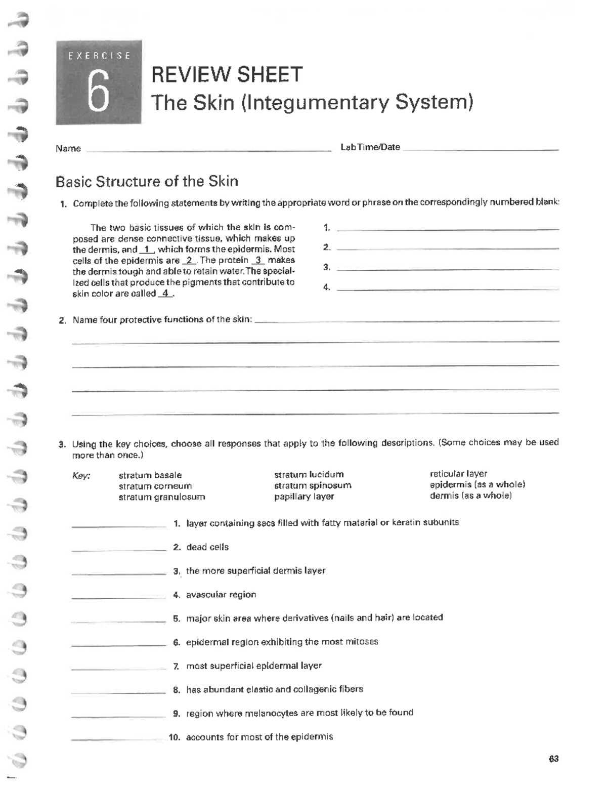 Exercise 6 Review Sheet: Integumentary System - Biol 1140-1 - Studocu