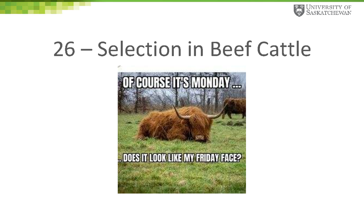 Beef Cattle Selection and Traits Overview - Studocu