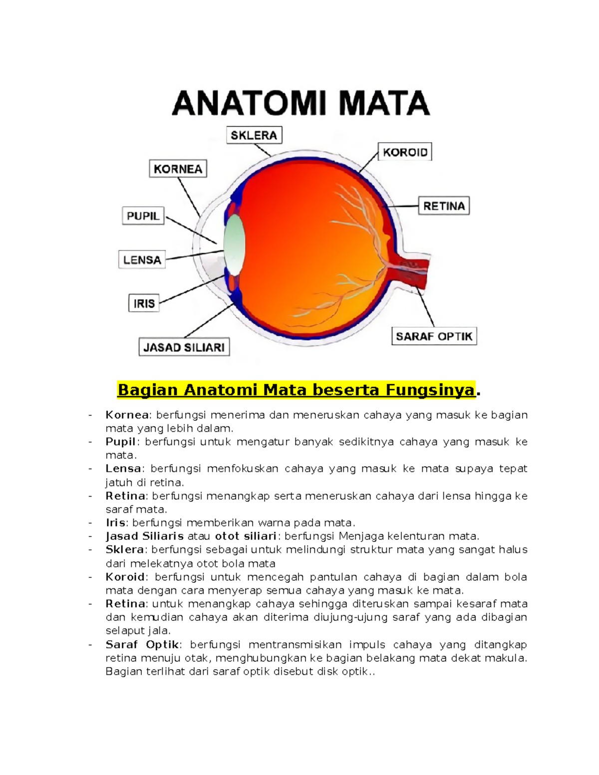 Anatomi dan Fungsi Bagian-Bagian Mata: Penjelasan Lengkap - Studocu