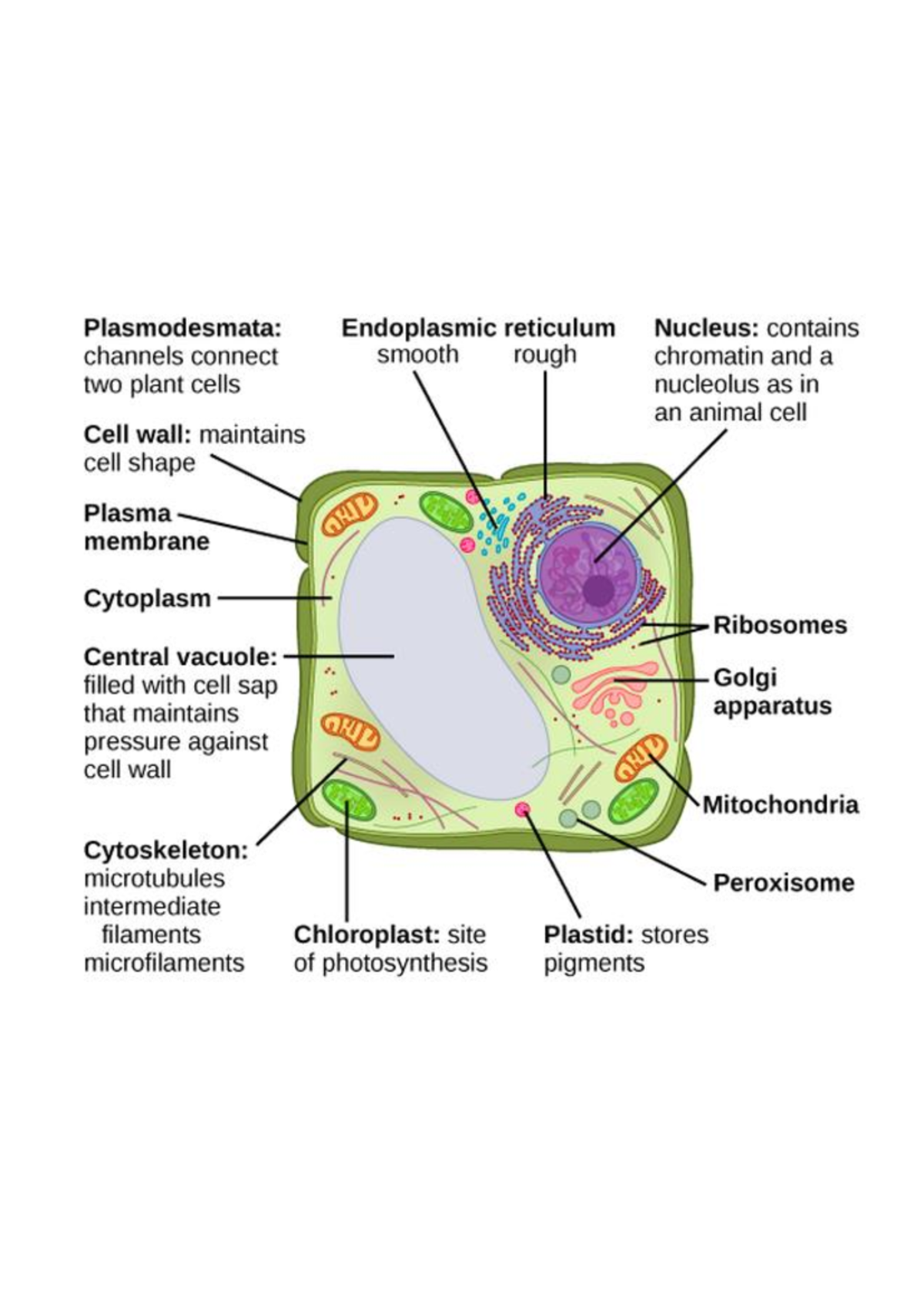 Cell Structure and Function: Plasmodesmata and Organelles Overview - Studocu