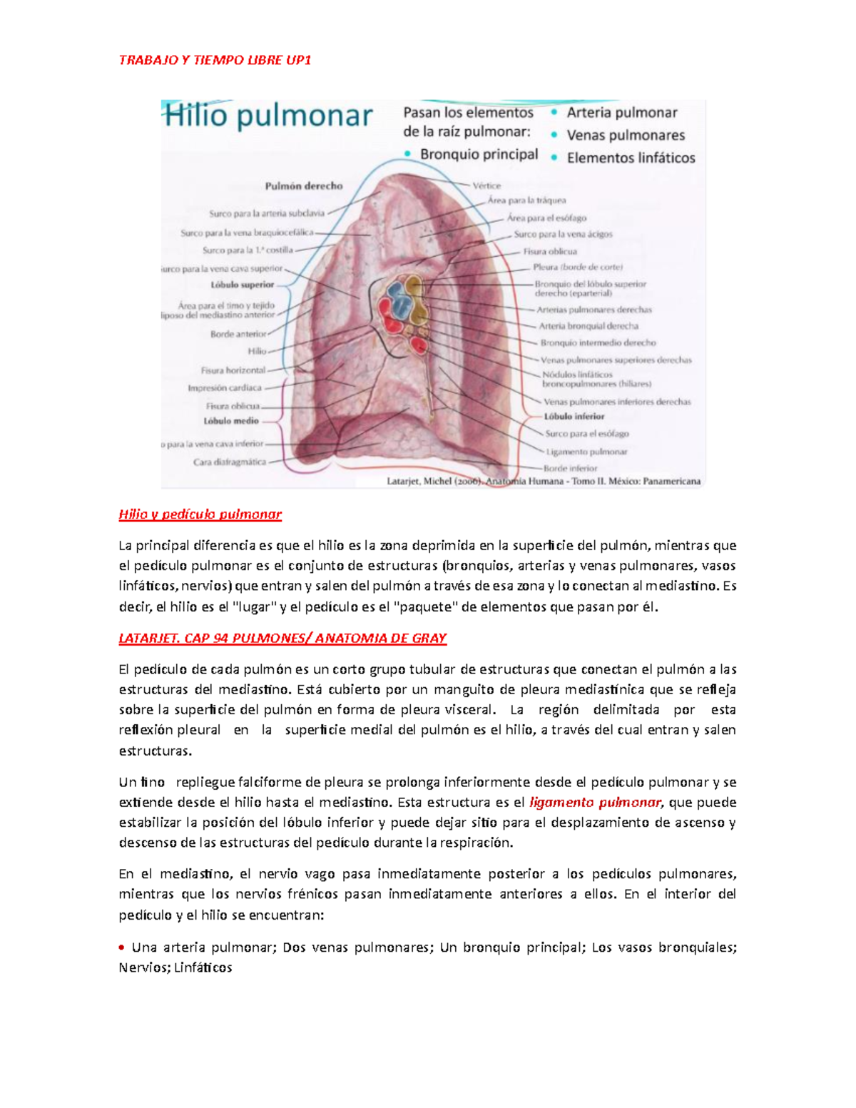 TRABAJO Y TIEMPO LIBRE UP1: Hilio y Pedículo Pulmonar en Anatomía - Studocu