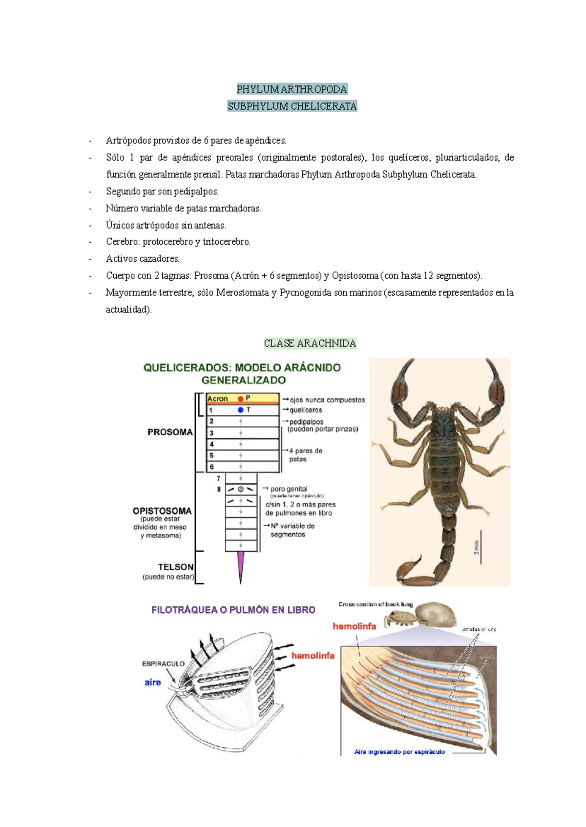 PHYLUM ARTHROPODA: SUBPHYLUM CHELICERATA Y CLASE ARACHNIDA - Studocu