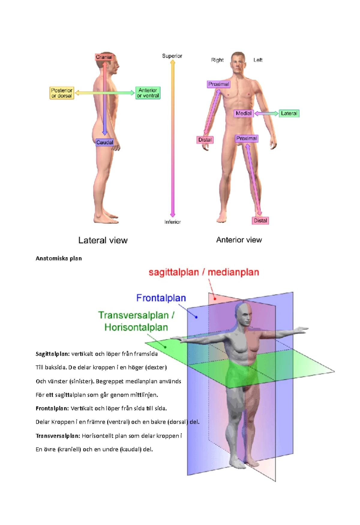 Anatomiska Bilder av Örat och Ögat i MC326G - Sinnesorganen - Studocu