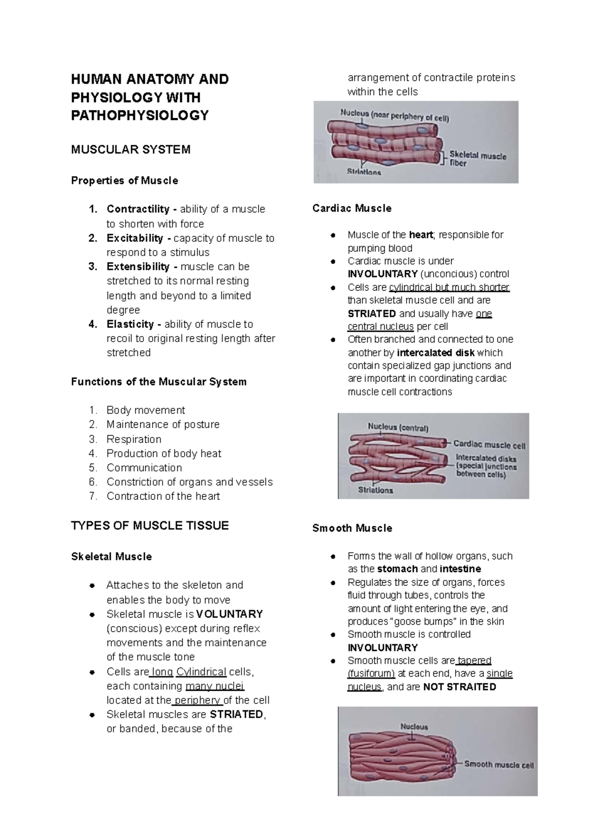 HUMAN ANATOMY & PHYSIOLOGY (PATHOPHYSIOLOGY) - MUSCULAR SYSTEM OVERVIEW - Studocu