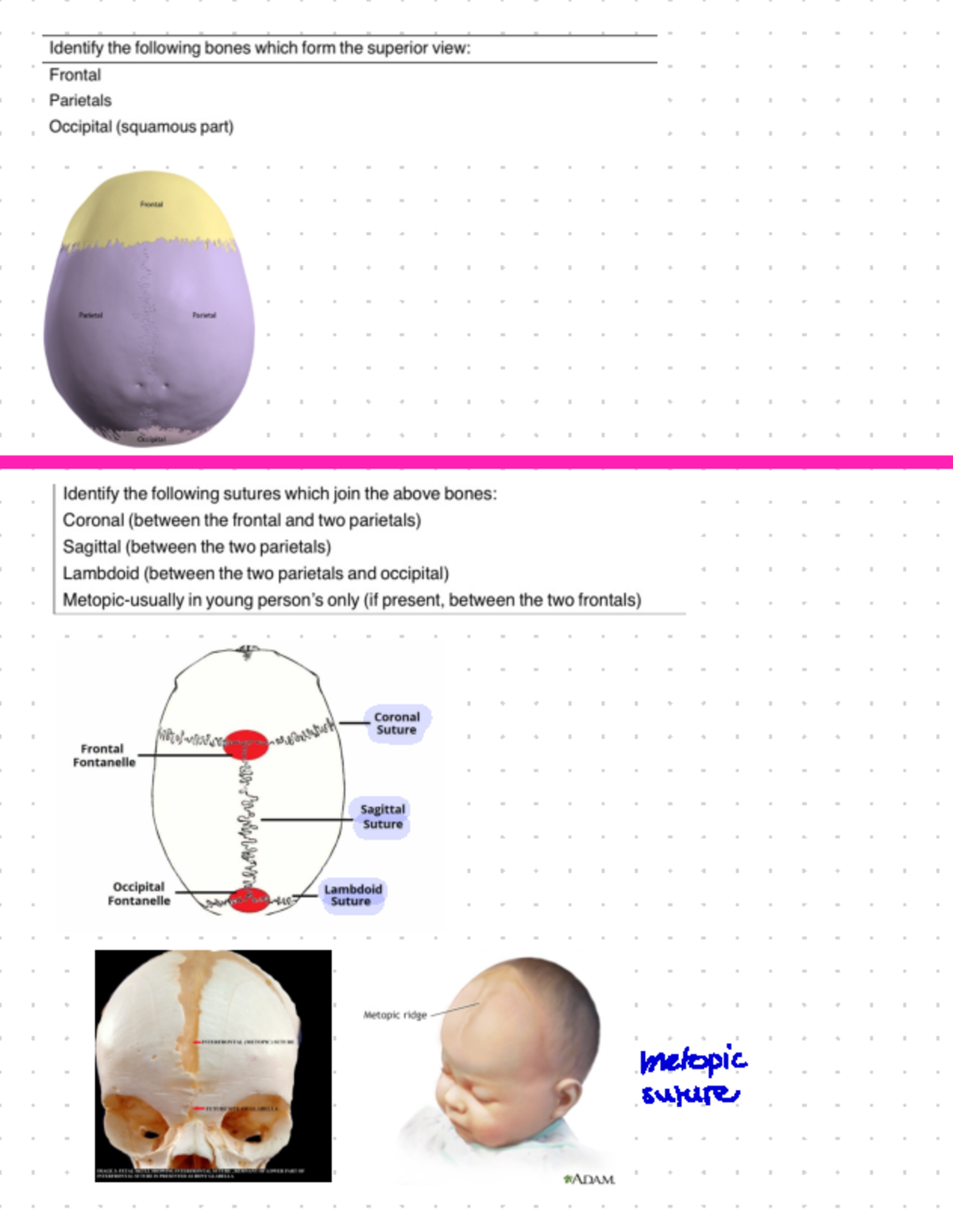 Endocrine of head - Introduction to human physiology - metopic suture ...