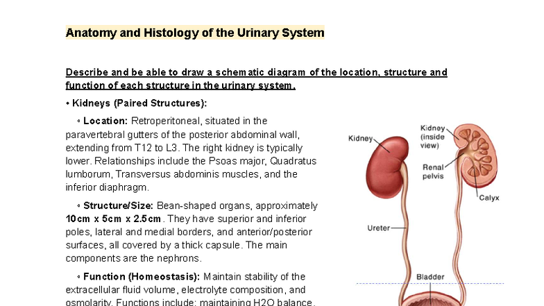 ANAT2011 Revision - Anatomy and Histology of the Urinary System Describe and be able to draw a ...