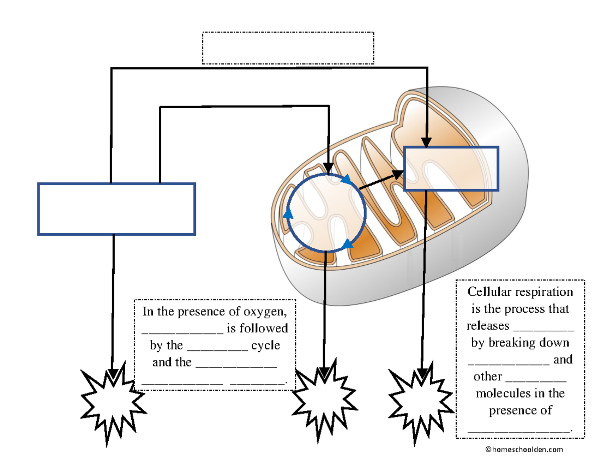 Mitochondria Cellular Respiration Blank