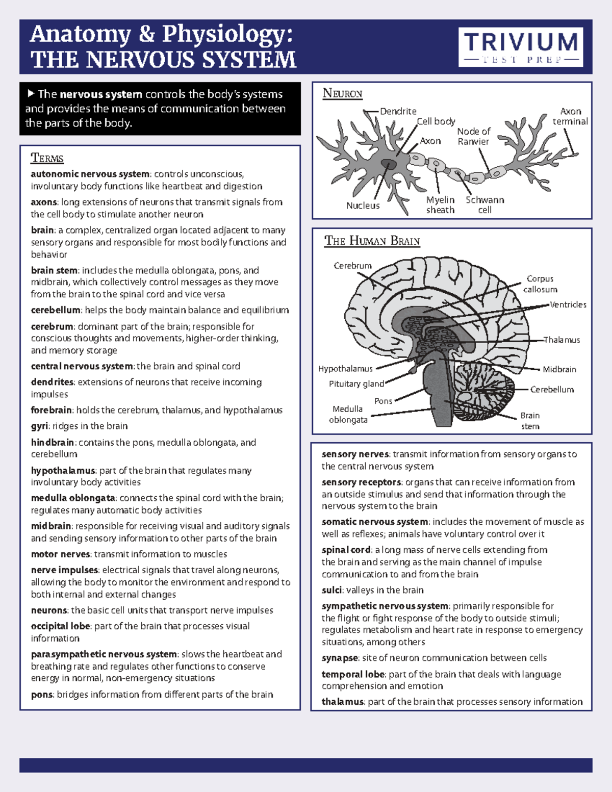 Anatomy Physiology: Nervous System Overview and Key Terms - Studocu