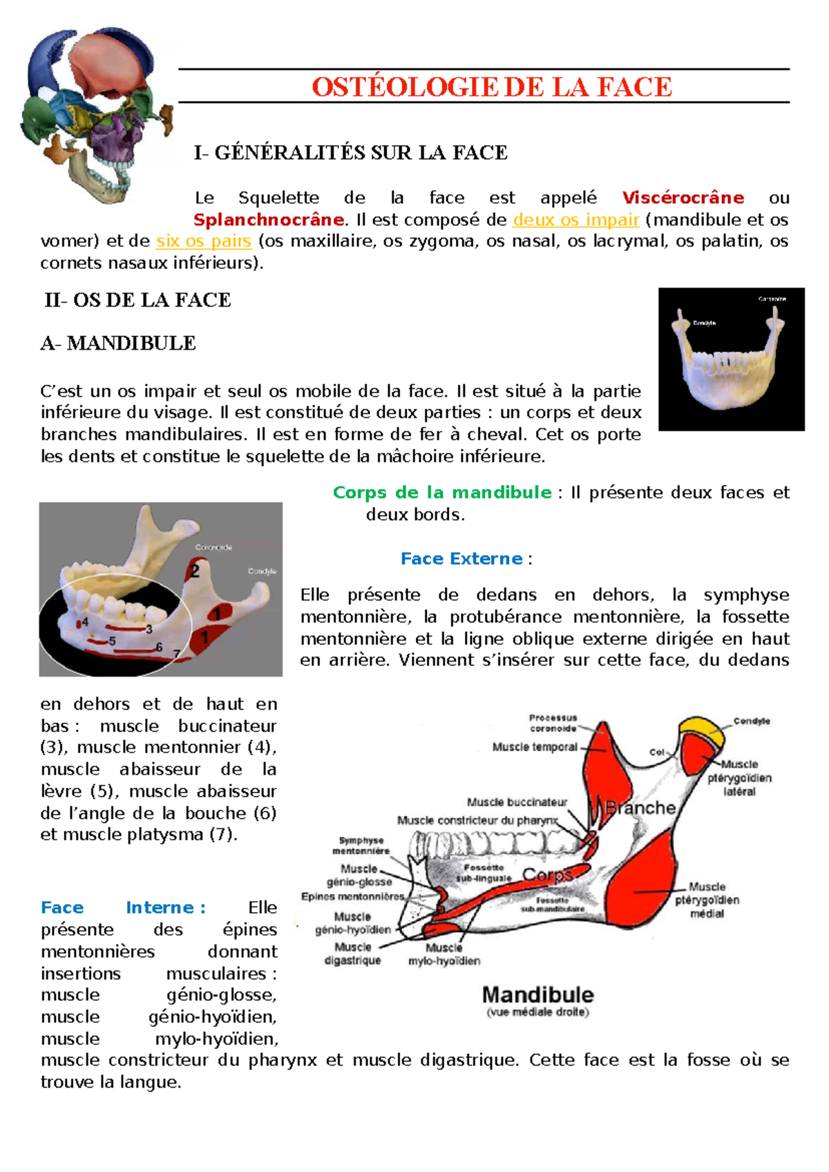 Ostéologie de la Face : Anatomie et Caractéristiques des Os (OST-101 ...