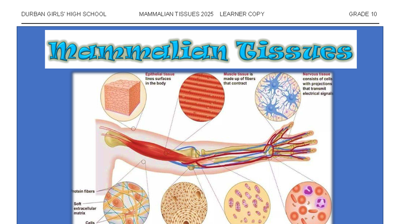 Mammalian Tissues Overview - Grade 10 Learner Copy (2025) - Studocu