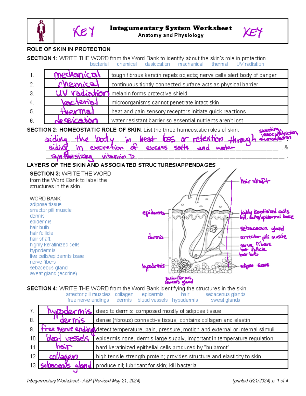 Integumentary System Worksheet KEY (Anatomy & Physiology) - Studocu