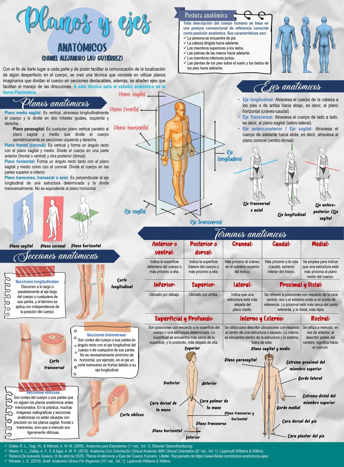 Planos De Anatomía Humana