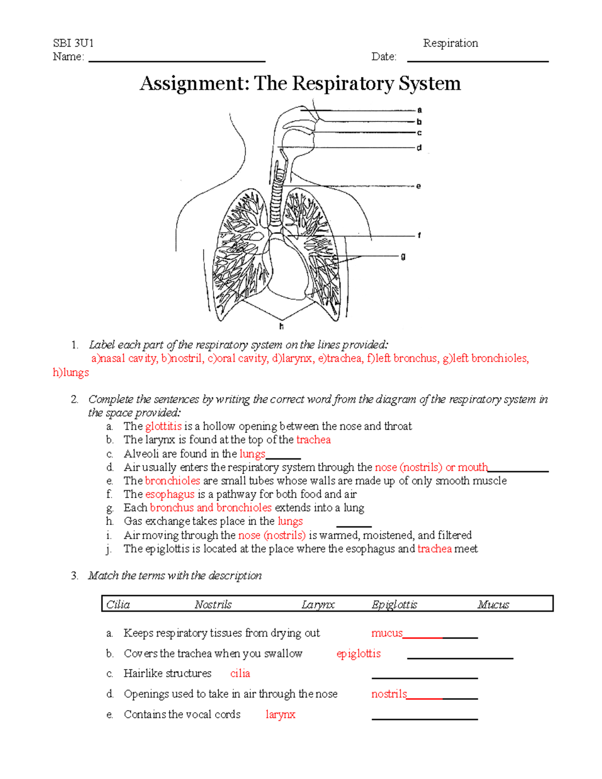 Assignment Respiratory System worksheet - Name: Date: Assignment: The Respiratory System Label ...