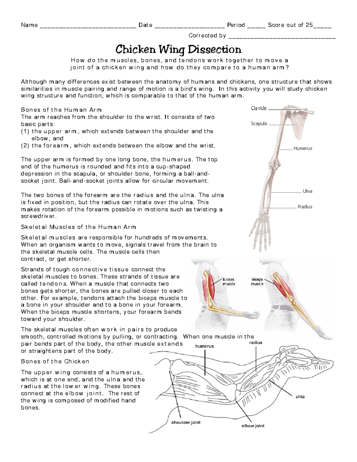 Chicken Wing Dissection: Anatomy & Movement Comparison to Human Arm ...