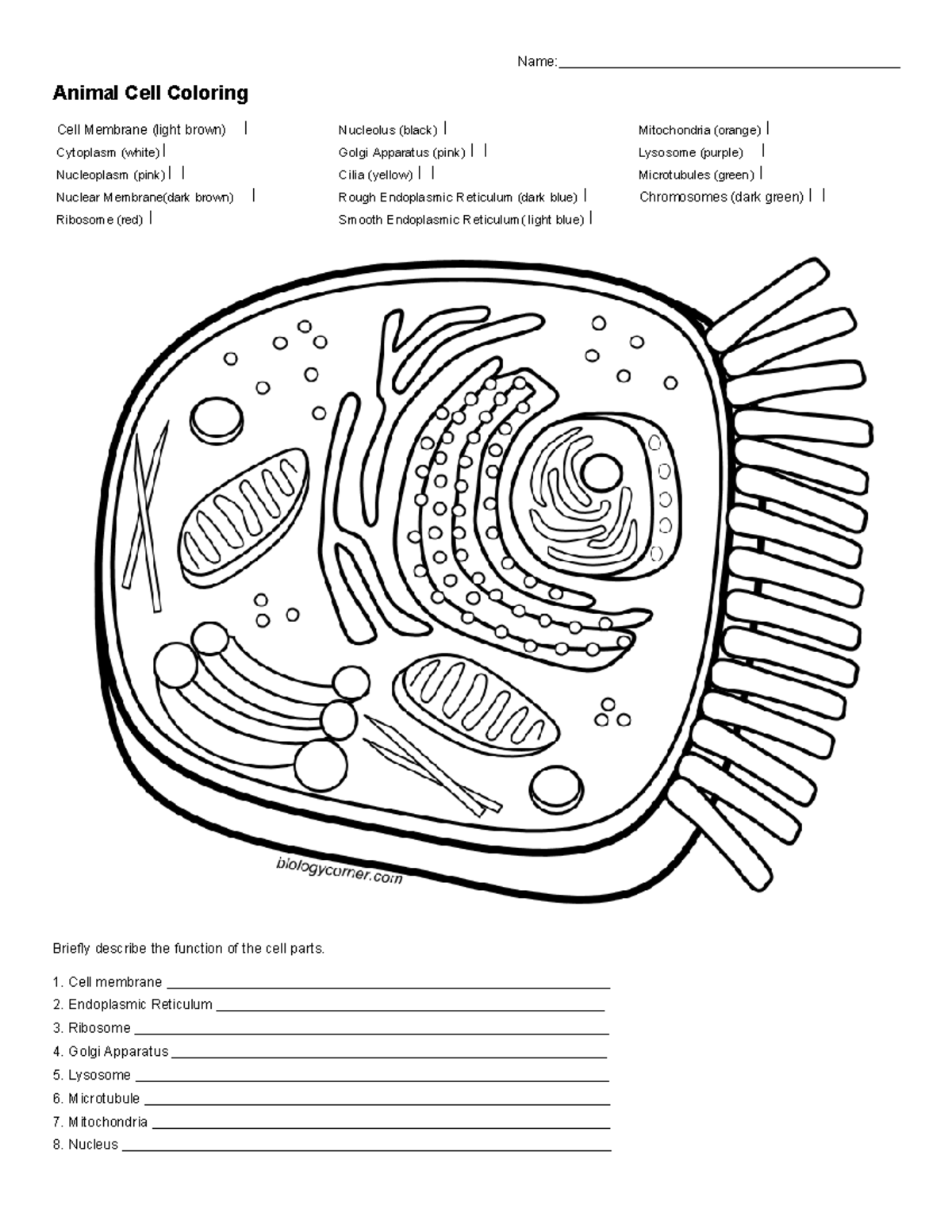 Animal Cell Coloring - Name ...