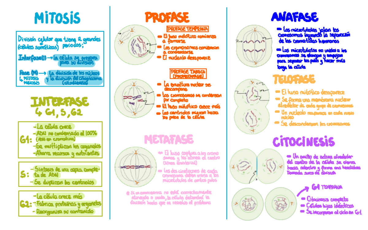 Mitosis - fases del ciclo celular - MiTosis PROFASE ANAFASE PROFASE ...