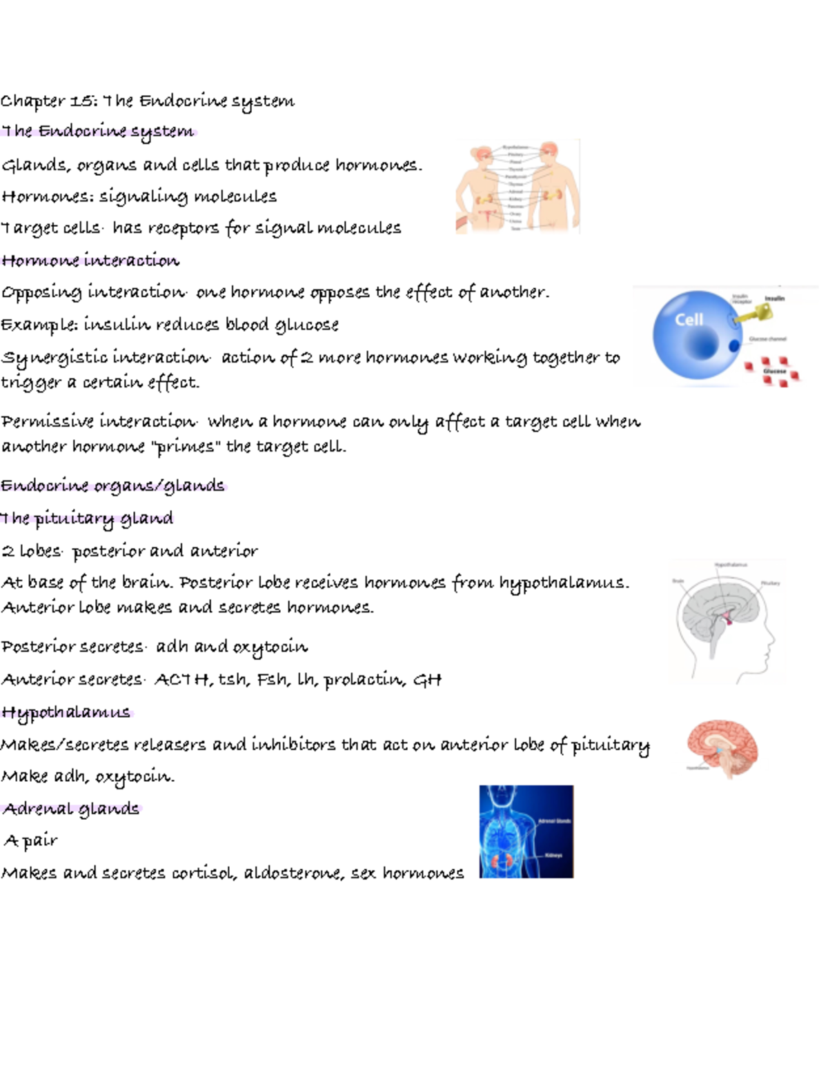 Bio 102 Principles Of Human Biology C.15 - The Endocrine system Glands ...