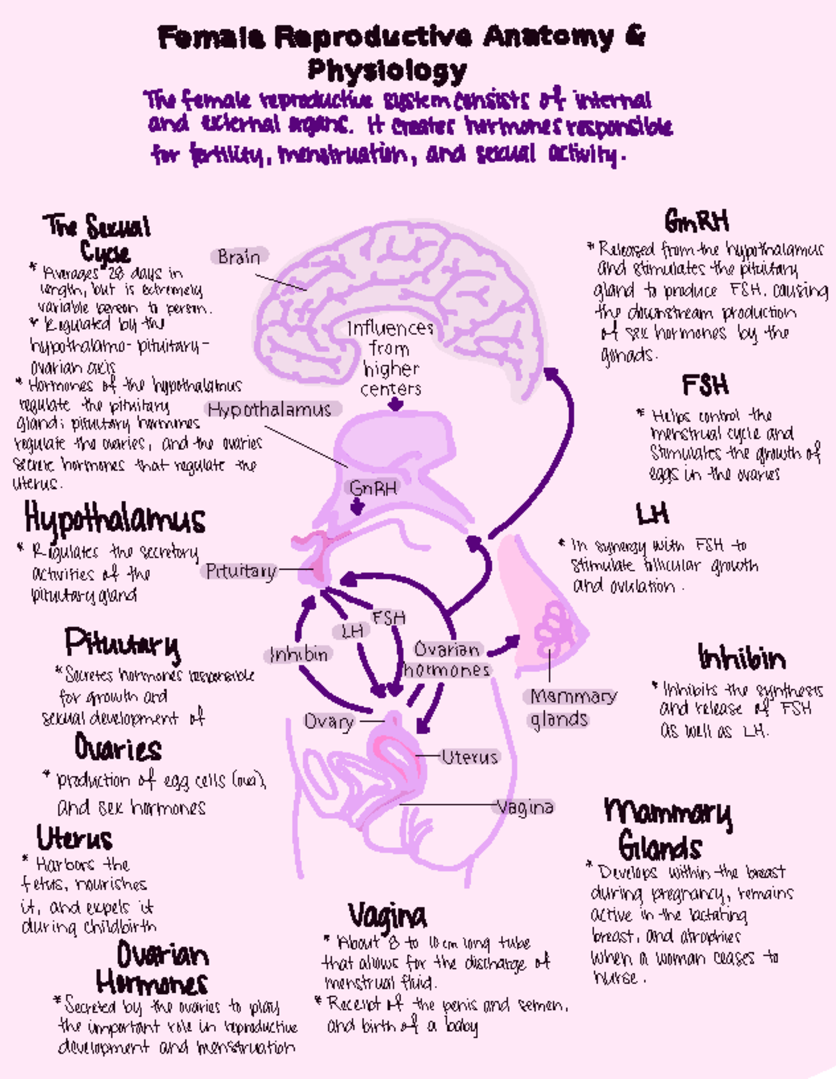MG Project — Female Reproductive System Infographic - Female ...