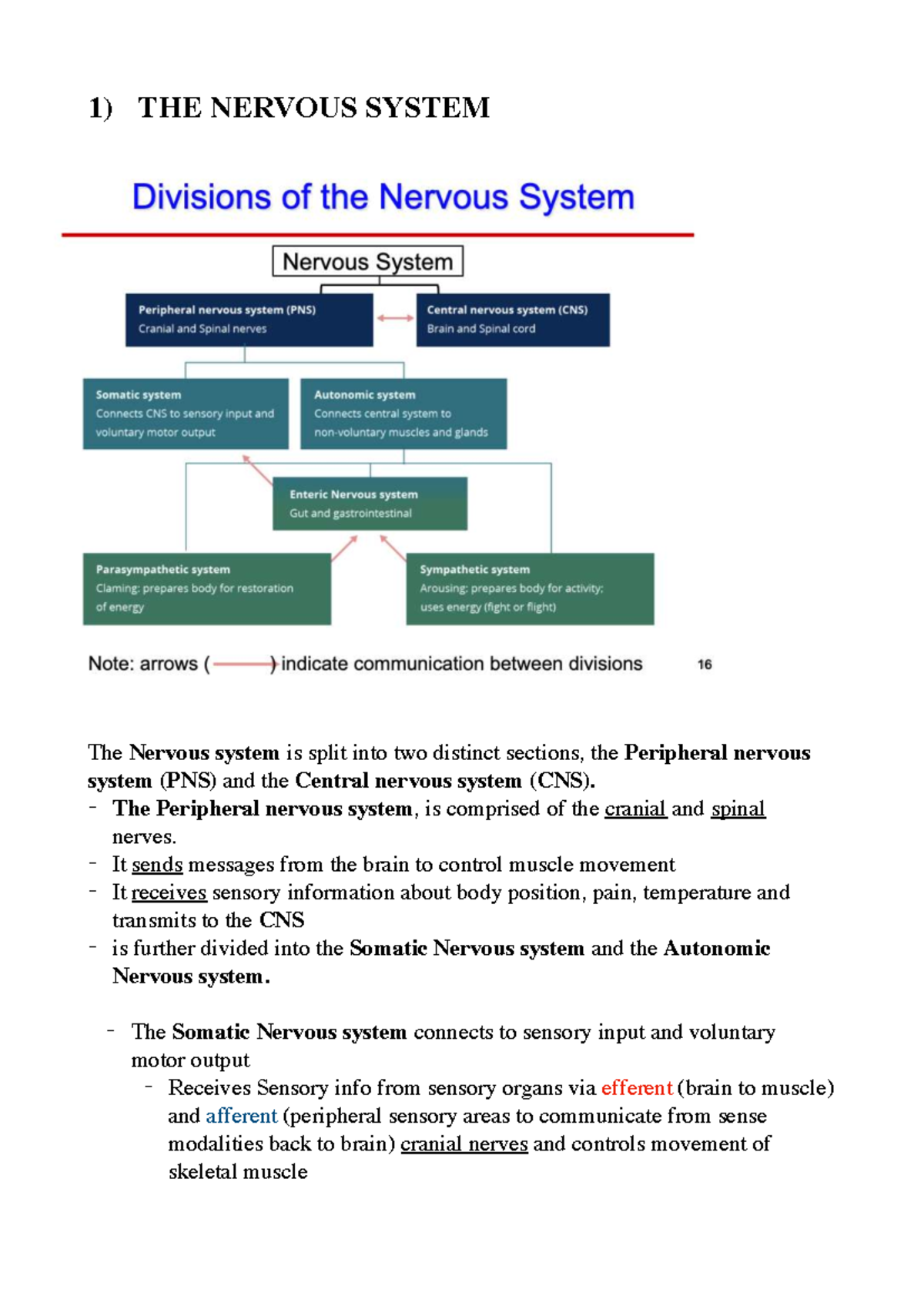 The Nervous System: Structure and Function Relationships (BIO 101 ...